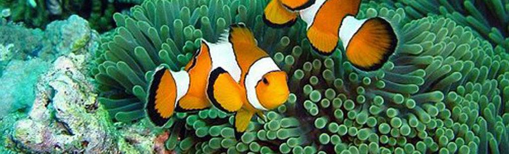 Klovnefisk – Slagelse Sportsdykkerklub